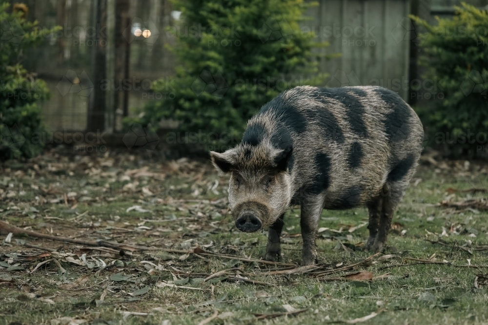 Image of Large spotted tame pet pig in Australian garden - Austockphoto