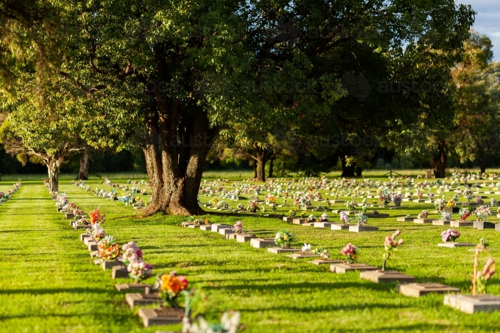 Image of Large spreading tree in cemetery with flower on graves ...