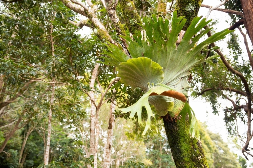 Image of Large staghorn in Lamington National Park - Austockphoto