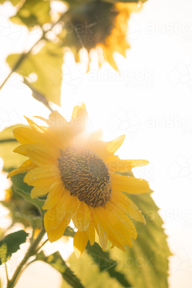 Image of Large yellow sunflowers in vibrant morning sunshine - Austockphoto