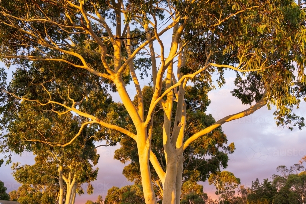 Image of Late afternoon lighting on the branches of a group of lemon ...