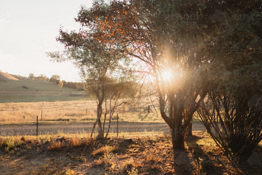 Image of Late afternoon sunburst through trees on farm - Austockphoto