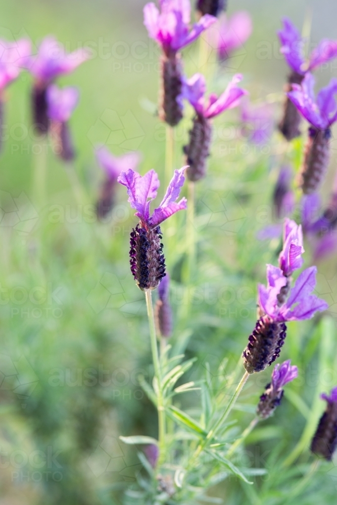 Image of lavender - Austockphoto