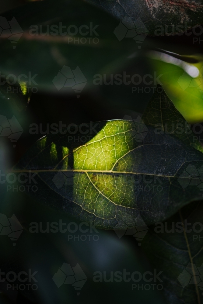 Image of Leaf close up - Austockphoto