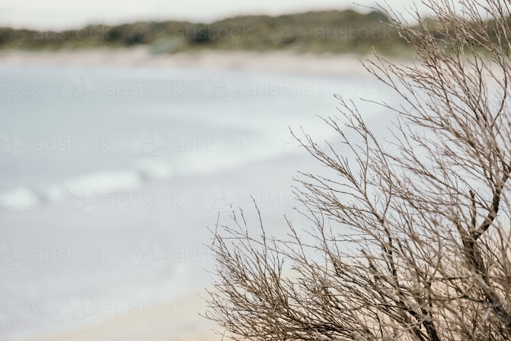 Image of Leafless shrubbery with empty coastline in background ...
