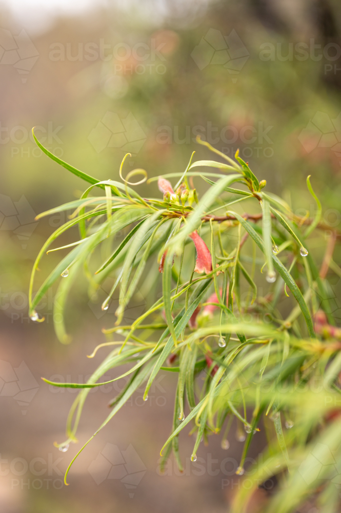 Image of leaves of native tree with raindrops - Austockphoto