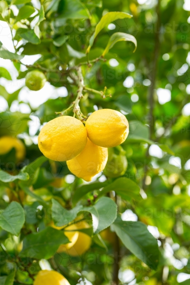 Image of Lemons on lemon tree - Austockphoto