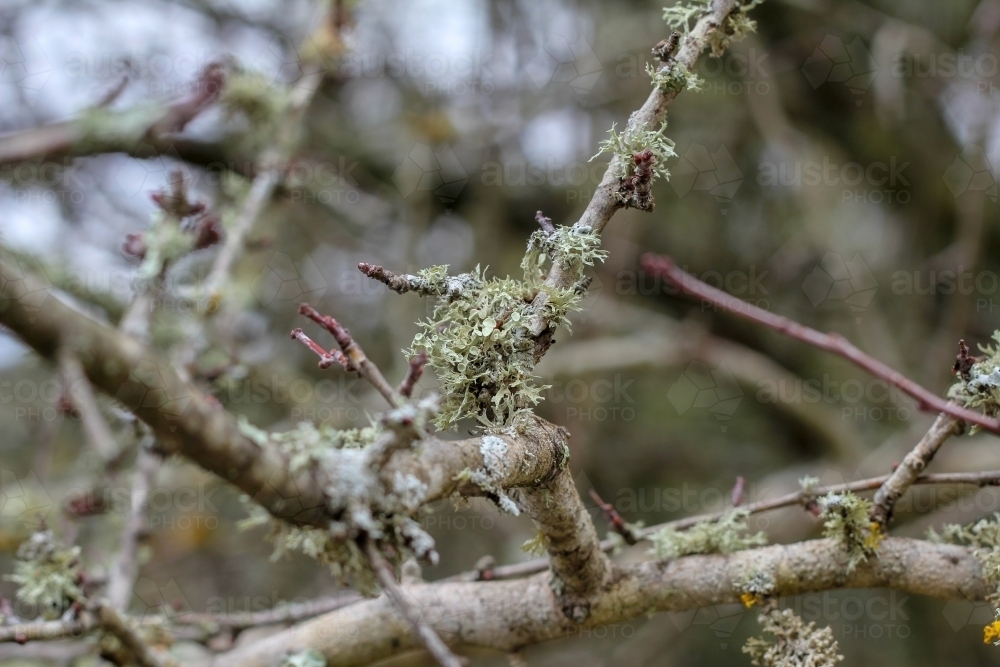 Image of Lichen growing on tree branch - Austockphoto