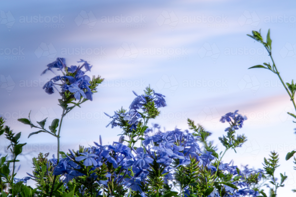 Image of Light blue plumbago flowers viewed from below oblique ...