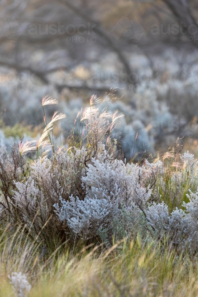 Image of light catching grass flowerheads among bushes - Austockphoto