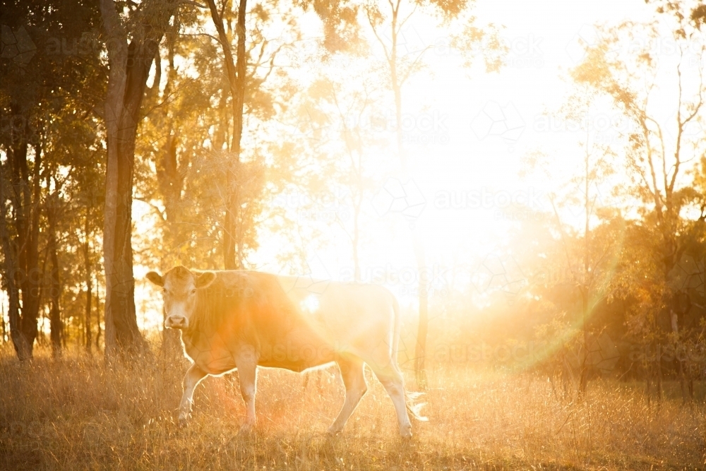 Image of Light coloured cow in paddock with lens light flare - Austockphoto