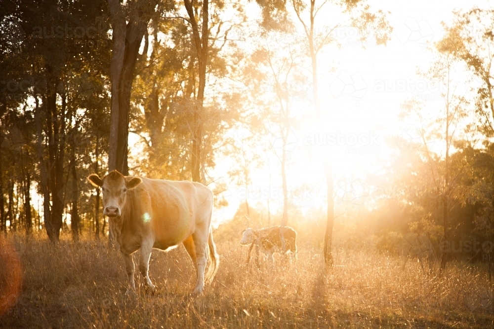 Image of Light coloured cow in paddock with lens light flare - Austockphoto