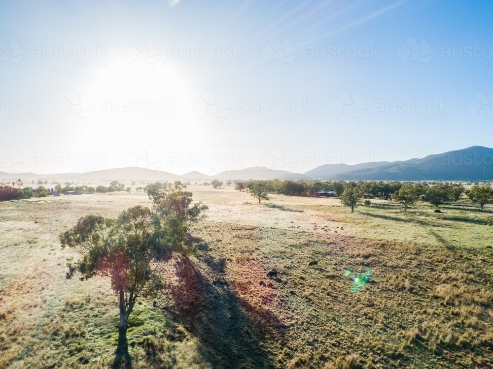 Image of Light flare behind eucalyptus gum trees in Australian paddock ...
