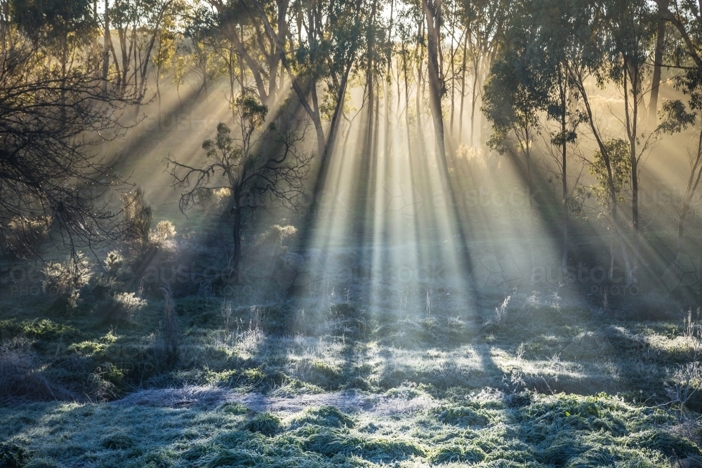 Image of Light rays beam through gum trees on a foggy winter morning ...