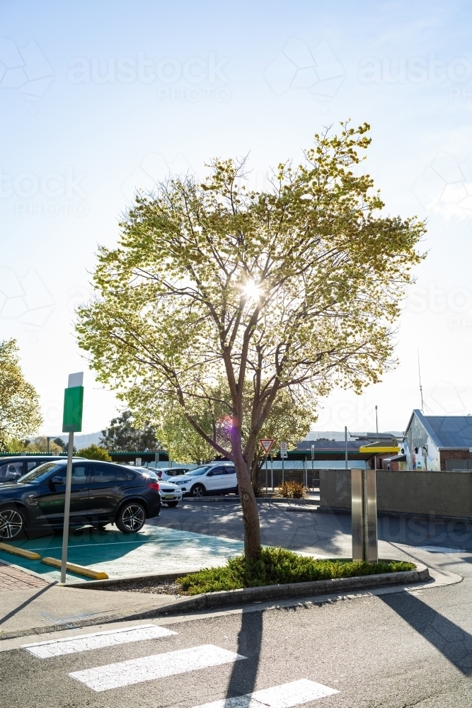 Image of light shining through springtime tree in shopping centre ...