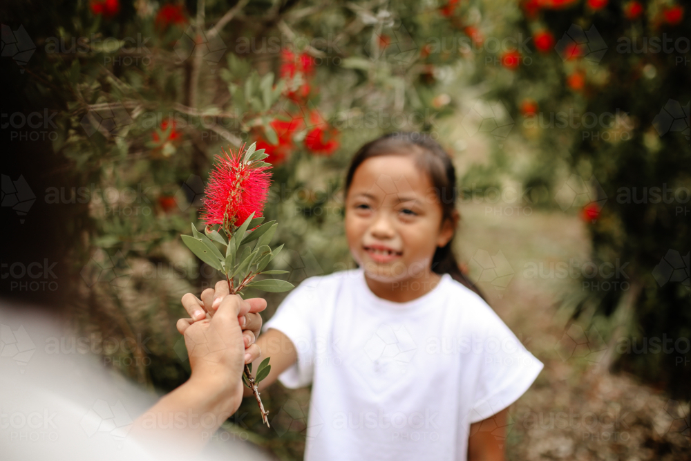 Image of Little Asian girl giving bottlebrush flower to mum - Austockphoto