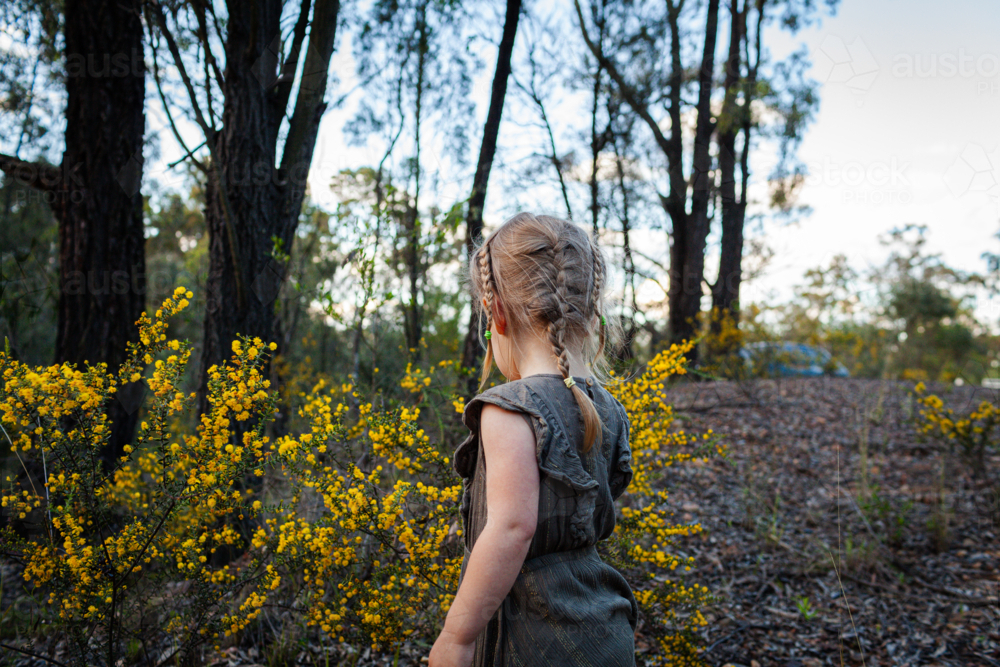 Image of Little Aussie kid looking at yellow wattle flowers in bushland ...