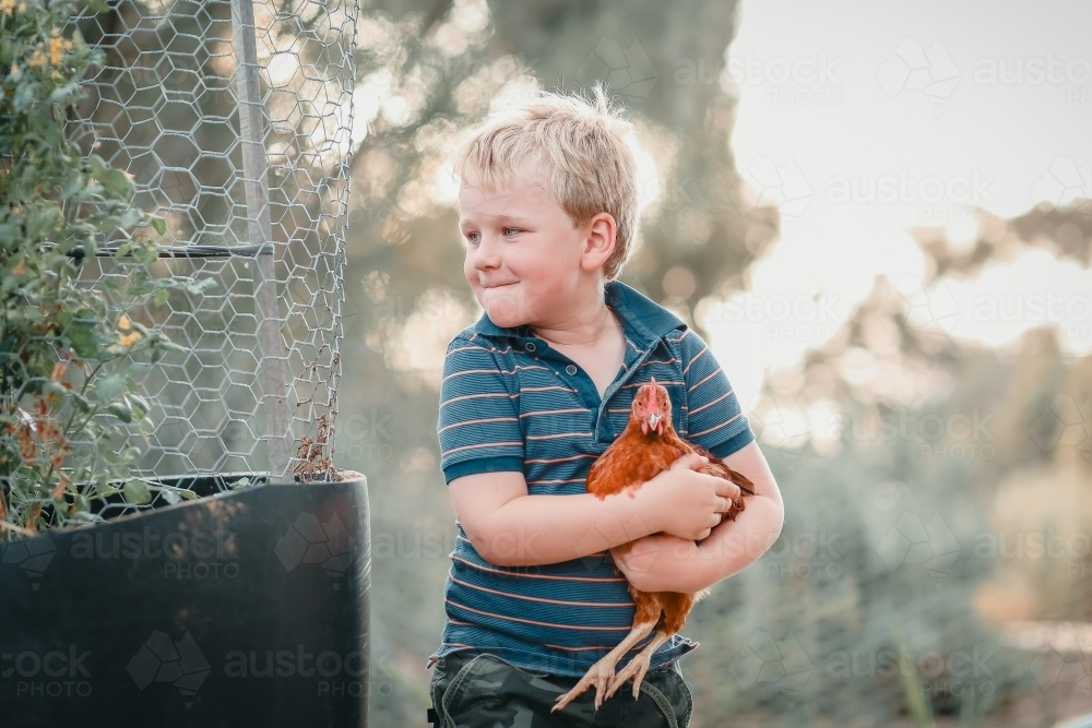 Image of Little boy standing in chook yard holding friendly Isa Brown ...