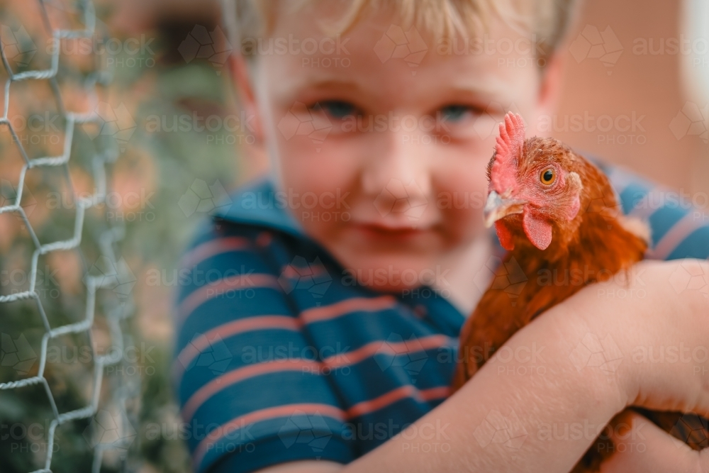 Image of Little boy standing in chook yard holding friendly Isa Brown ...