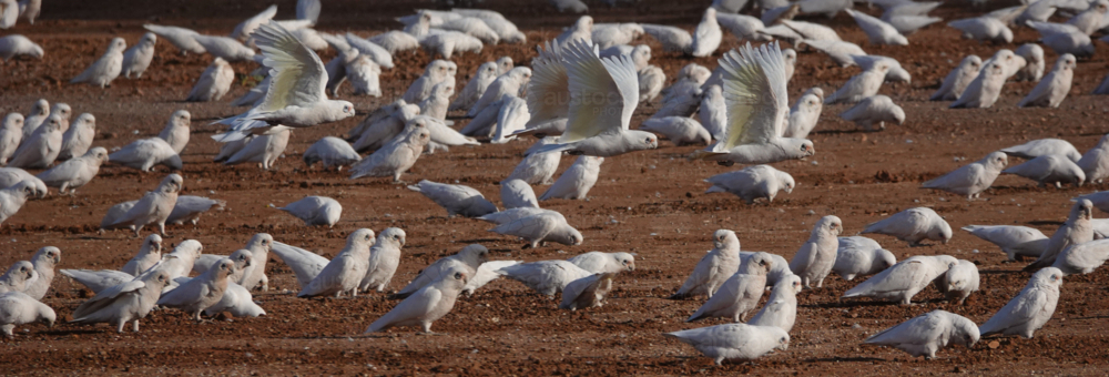 Image of Little Corella flock - Austockphoto