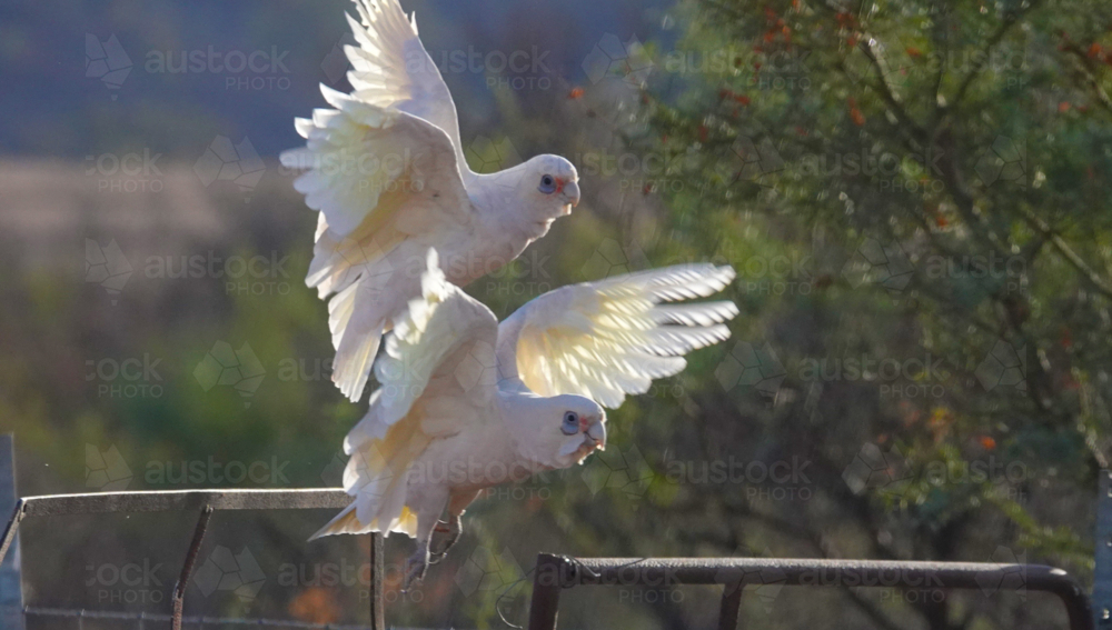 Image of Little Corella birds flying - Austockphoto