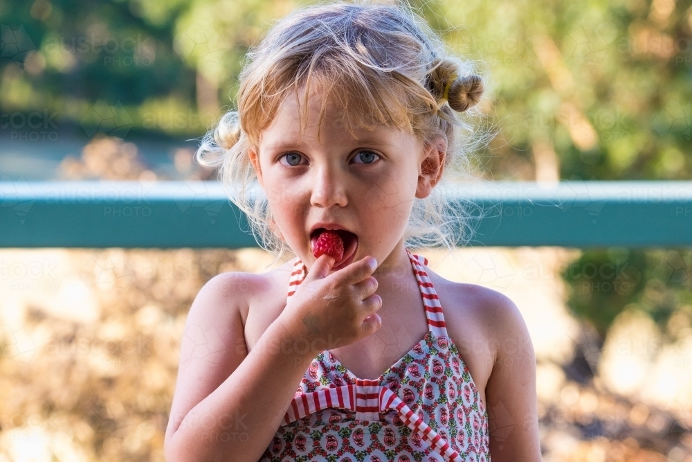 Image of Little girl eats a fresh red raspberry - Austockphoto