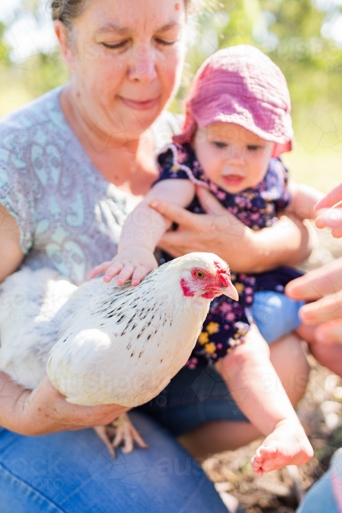 Image of Little girl on farm with grandmother patting chook outside in ...