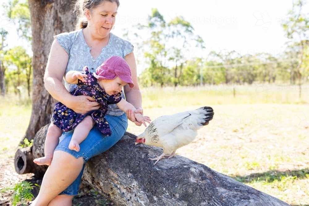 Image of Little girl on farm with grandmother patting chook outside in ...