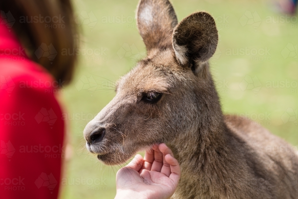 Image of little girl patting a kangaroo at a zoo experience - Austockphoto