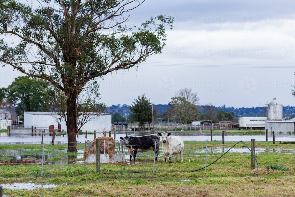 Image of Livestock on farm in rising floodwater during natural disaster ...