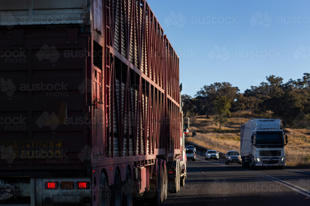Image of Livestock transport cattle truck travelling on road through ...