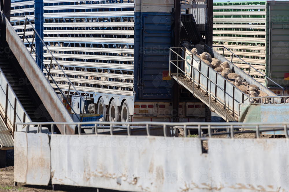 Image of Loading sheep onto a truck at a livestock auction at Wagga ...