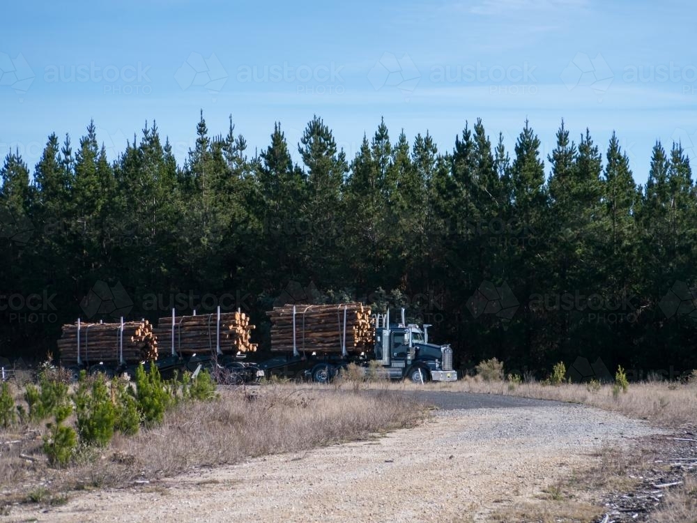 Image of Logging truck with a background of pine trees - Austockphoto