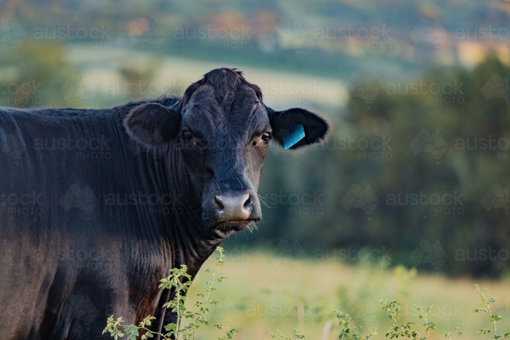 Image of Lone bull standing in lush green pasture - Austockphoto