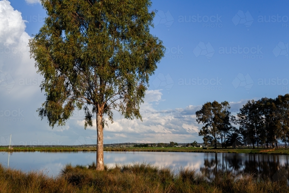 Image of Lone gum tree beside farm dam in soft evening light - Austockphoto