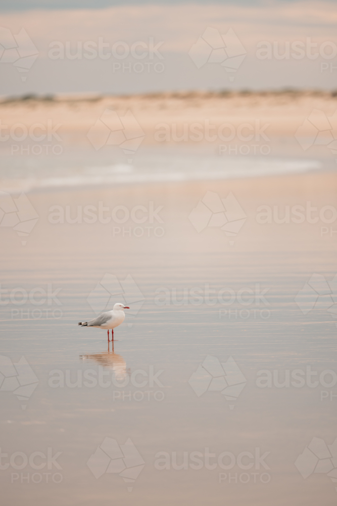 Image of Lone seagull standing on wet sand on the beach at low tide ...