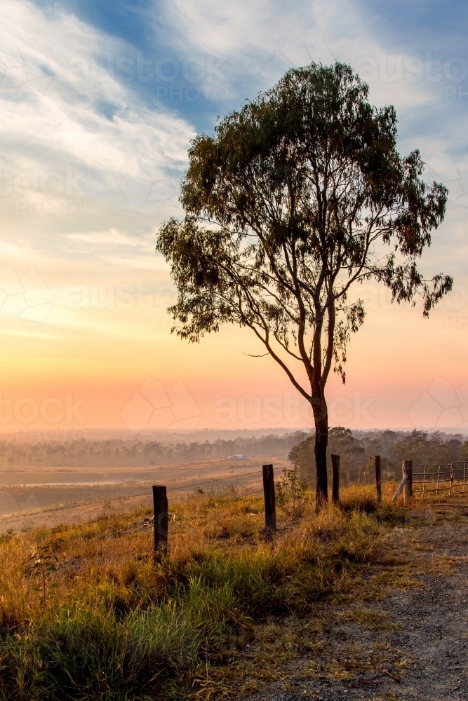 Image of Lone tree at sunrise - Austockphoto