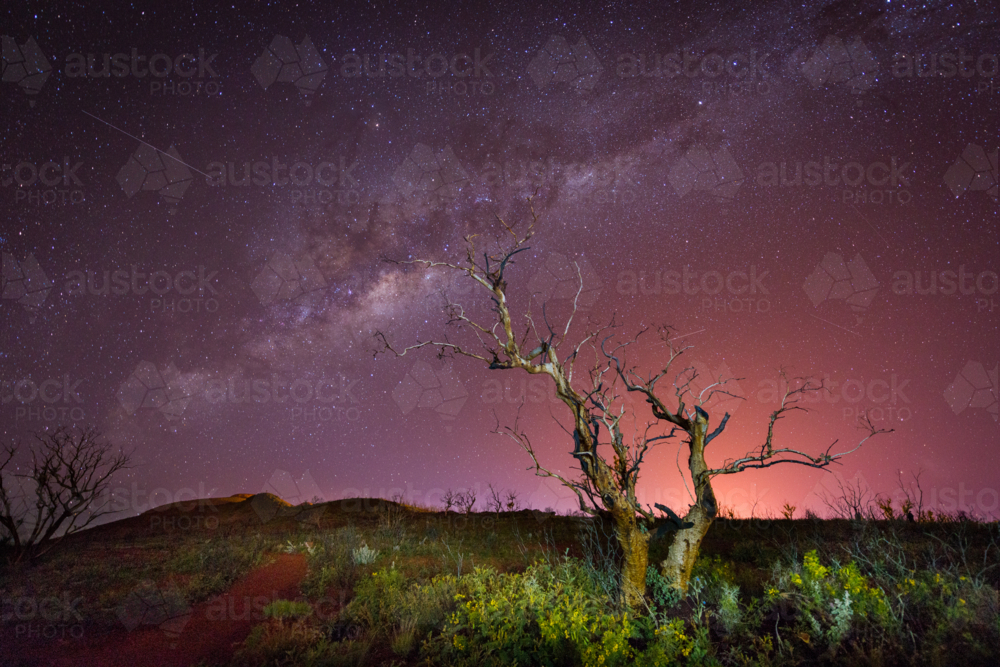 Image of Lone tree illuminated against the night sky - Austockphoto
