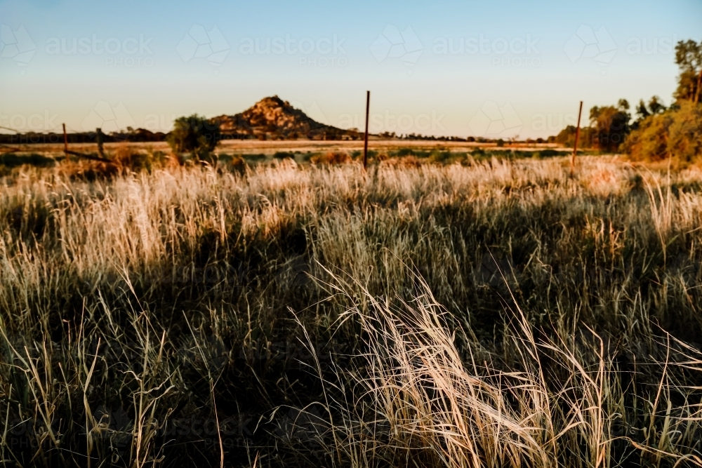 Image of Long dry grass in summer with Pyramid Hill in background ...