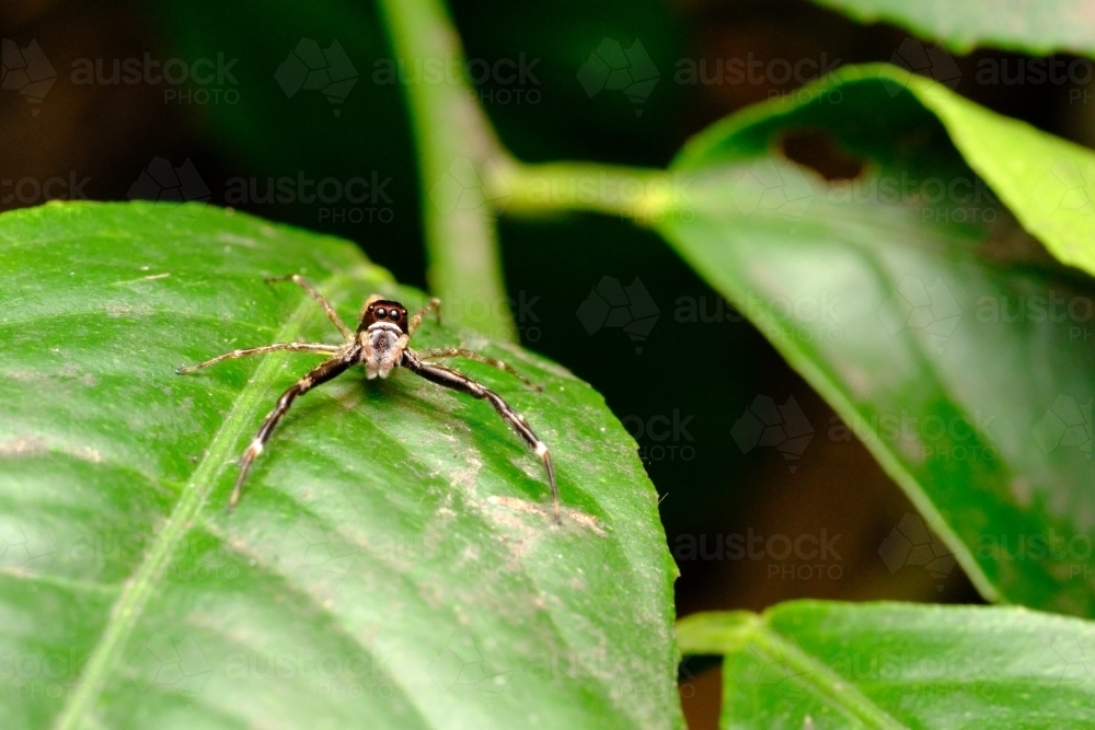 Image of Long Legged Spider Looking at Camera - Austockphoto