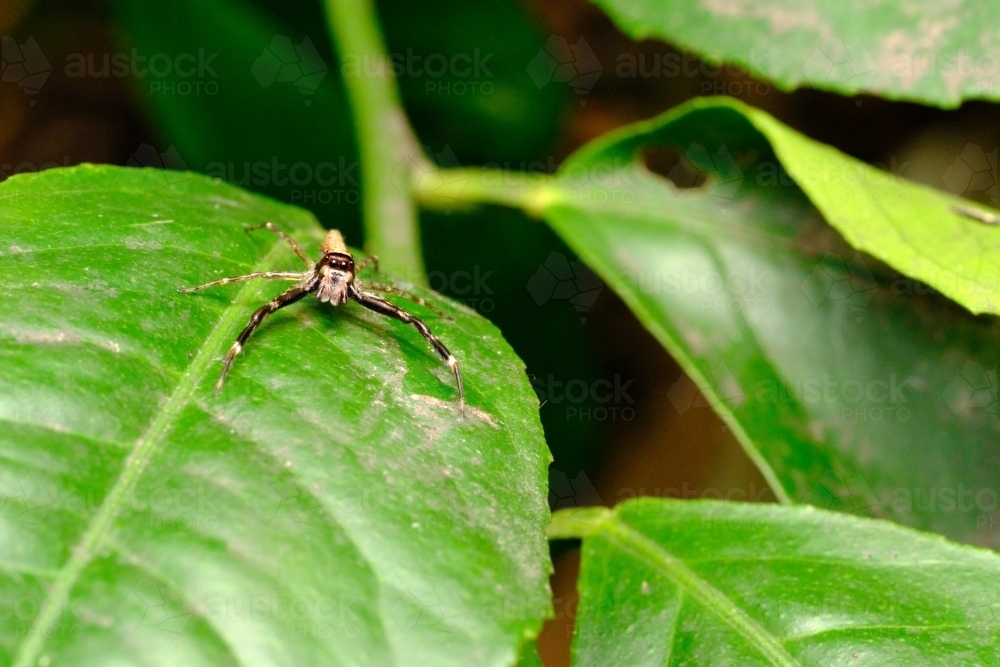 Image of Long Legged Spider on a Leaf - Austockphoto