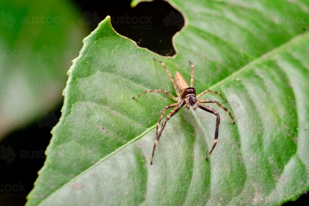 Image of Long Legged Spider on a Leaf in Garden - Austockphoto