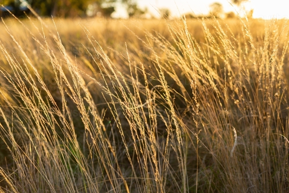 Image of Long stalks of grass in pasture of farm using rotational ...