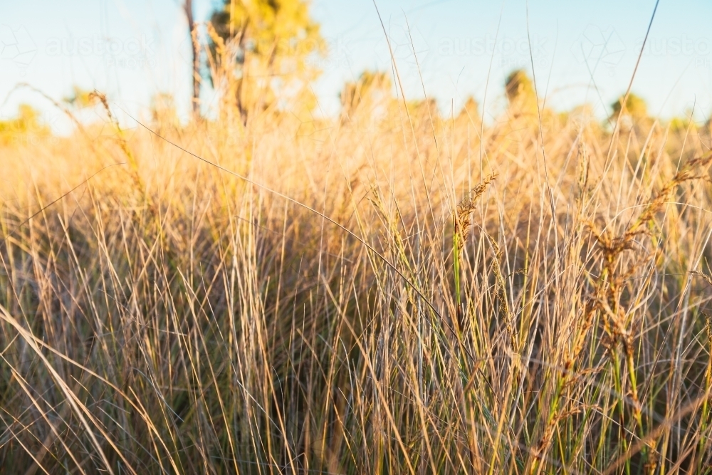 Image of Long sunlit wild grasses in the outback - Austockphoto
