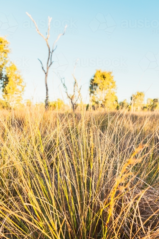 Image of long wild grasses in outback Northern Territory - Austockphoto