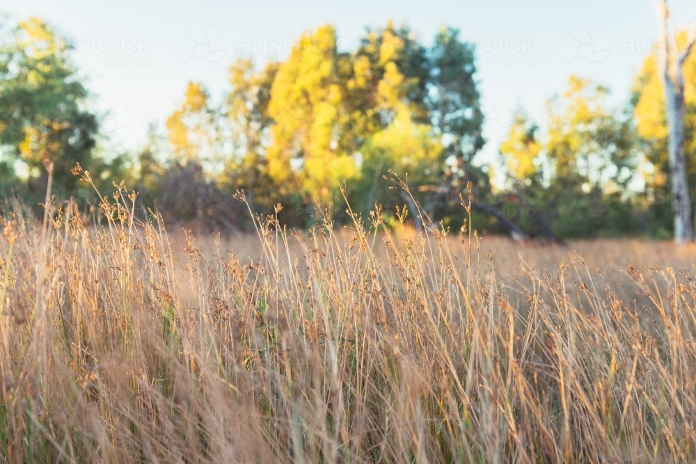 Image of long wild grasses in outback NT - Austockphoto