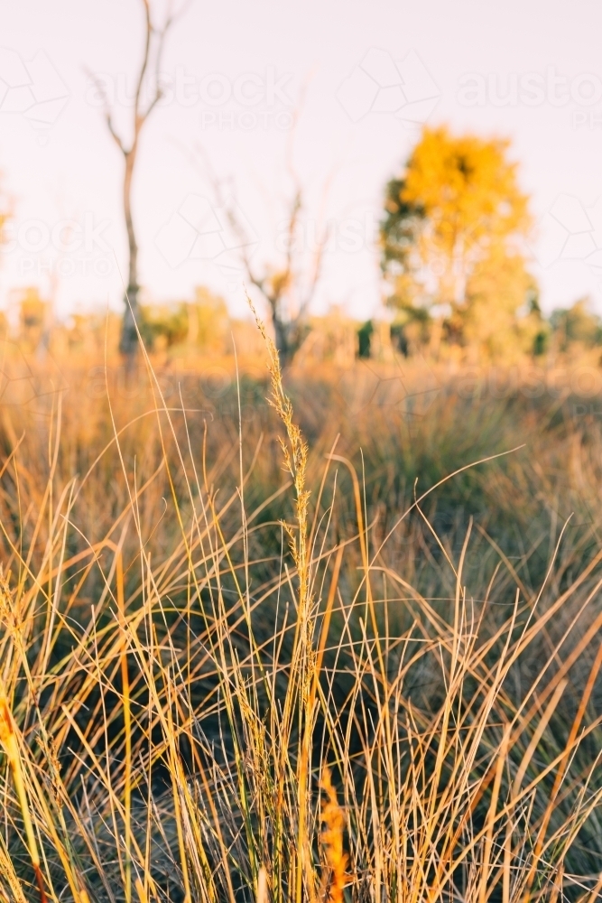 Image of Long wild grasses in the outback - Austockphoto
