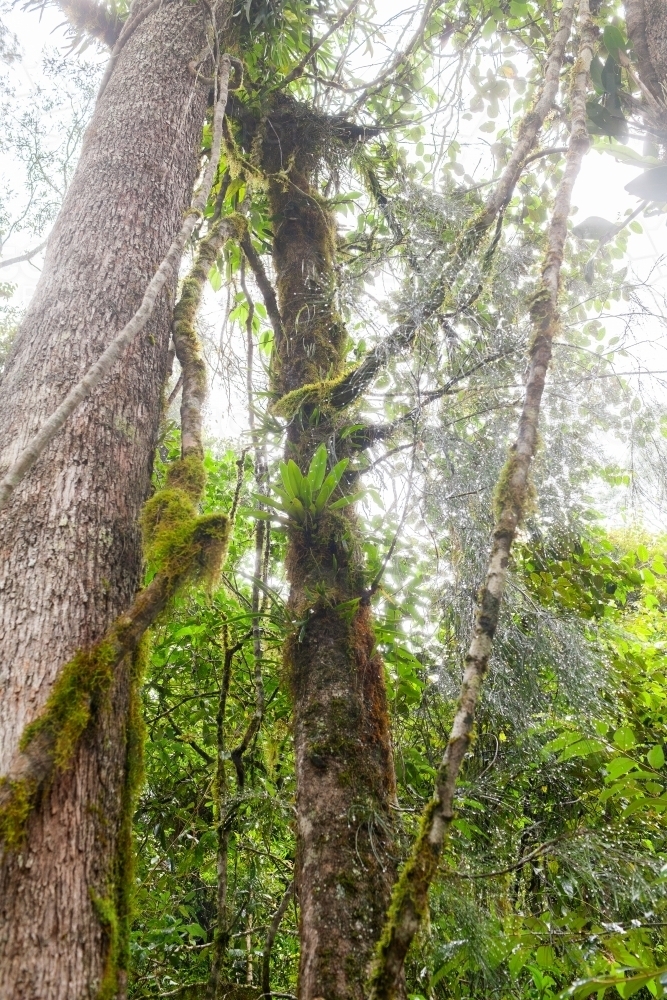 Image of Looing up at trees and vines of forest canopy on wet rainy day ...