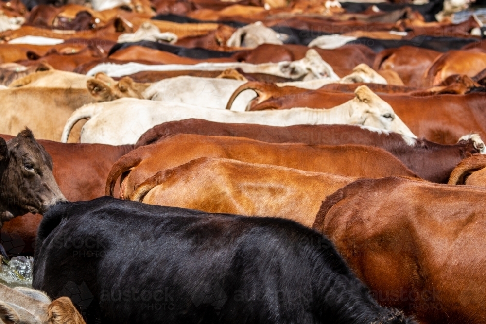 Image of Looking across the backs of a large mob of cattle. - Austockphoto