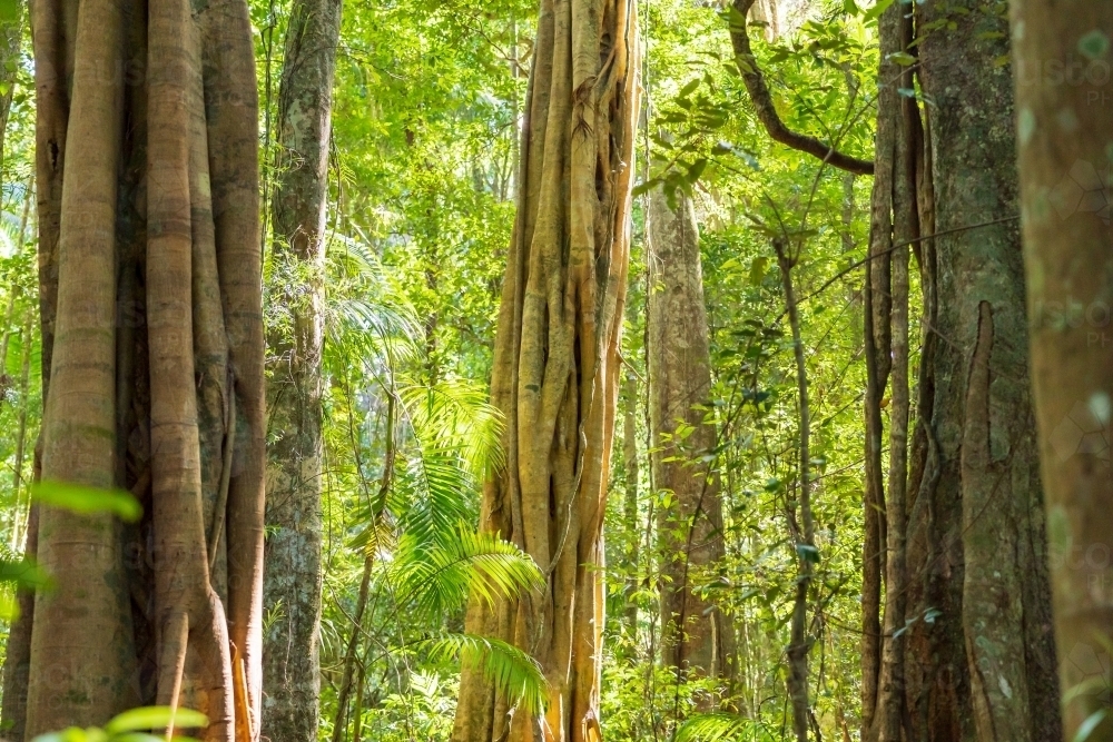 Image of Looking between trunks of strangle fig trees in a lush green ...